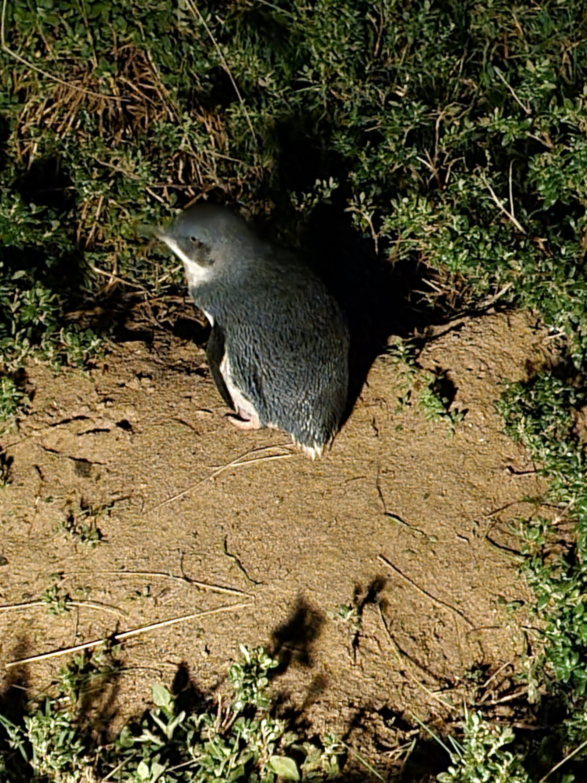 The Best Tasmania Self-Drive Itinerary - Free & Easy Travel